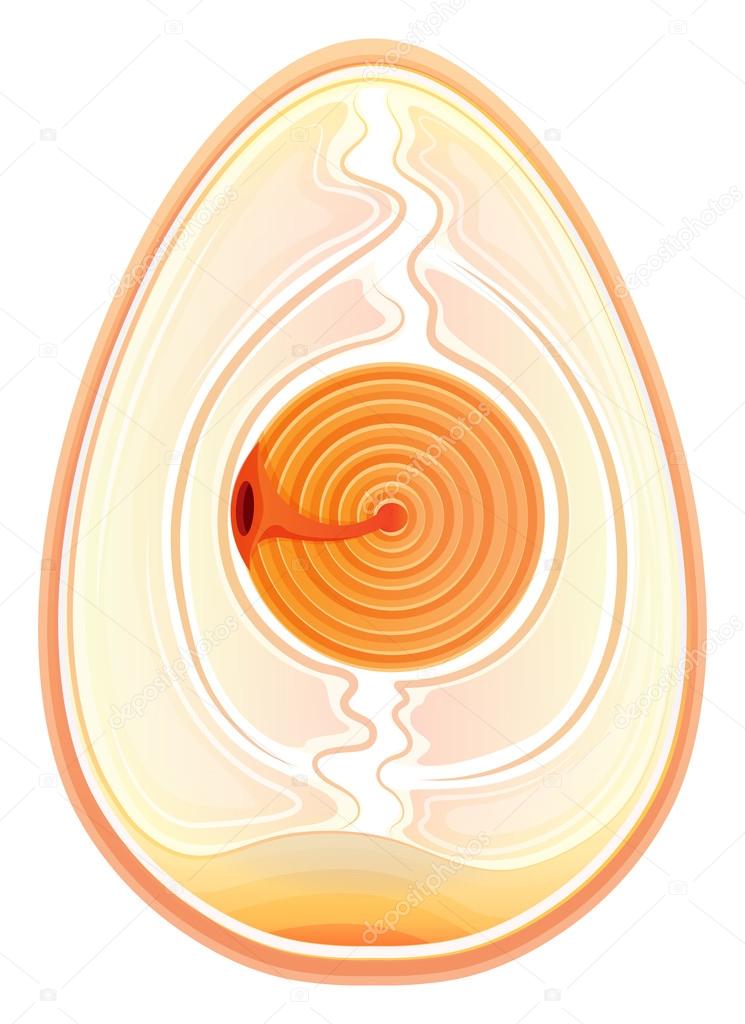 Inner Shell Membrane Stock Vector by ©blueringmedia 26637689