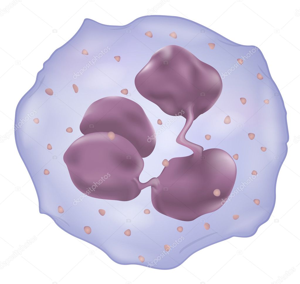 Glóbulos blancos vector, gráfico vectorial © blueringmedia imagen #27982281