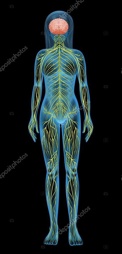Human nervous system Stock Vector Image by ©blueringmedia #28029357