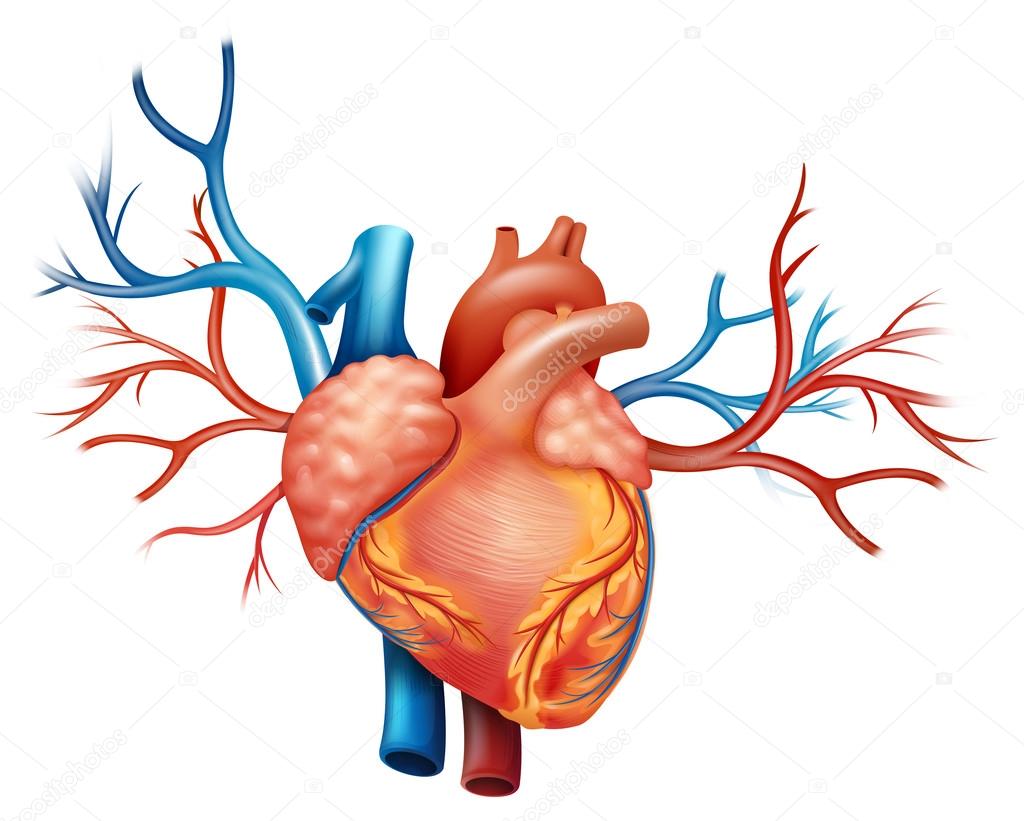 Heart Stock Vector Image by ©blueringmedia #29356625