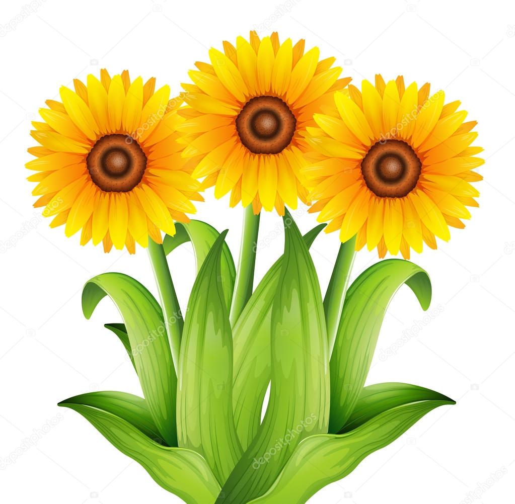 Girasol — Vector de stock © blueringmedia #31929433
