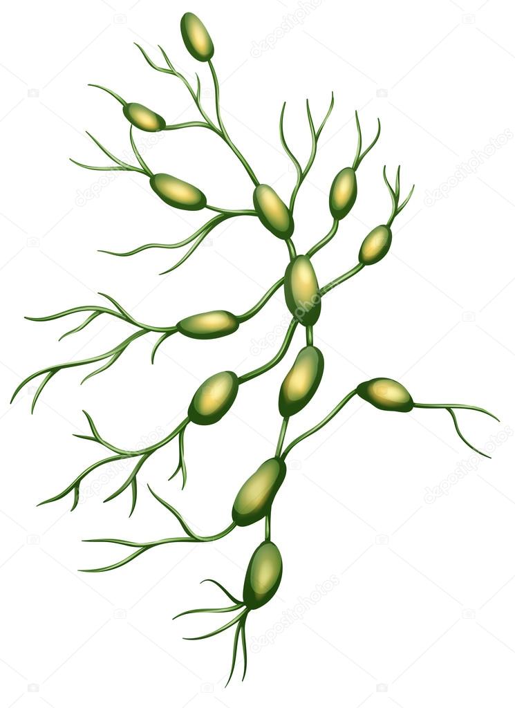Lymph Nodes Stock Vector Image By ©blueringmedia 36147377