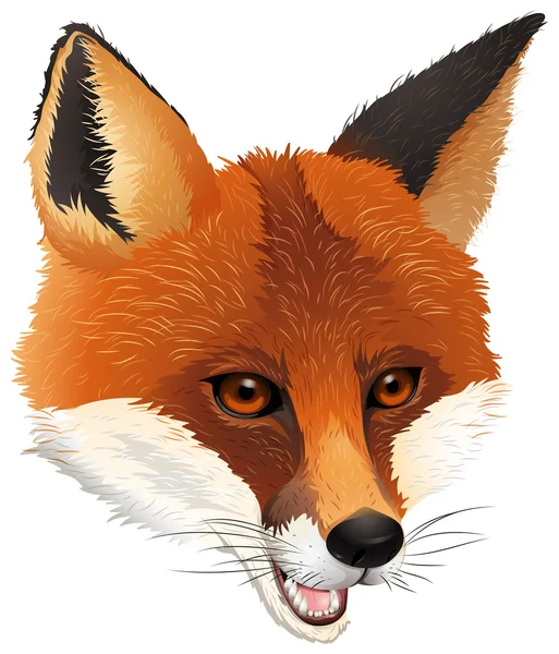 Disegno Del Volto Di Volpe Rossa 10 Idee Su Disegni Di Volpi | Disegno