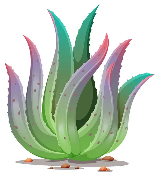 Aloe Vector