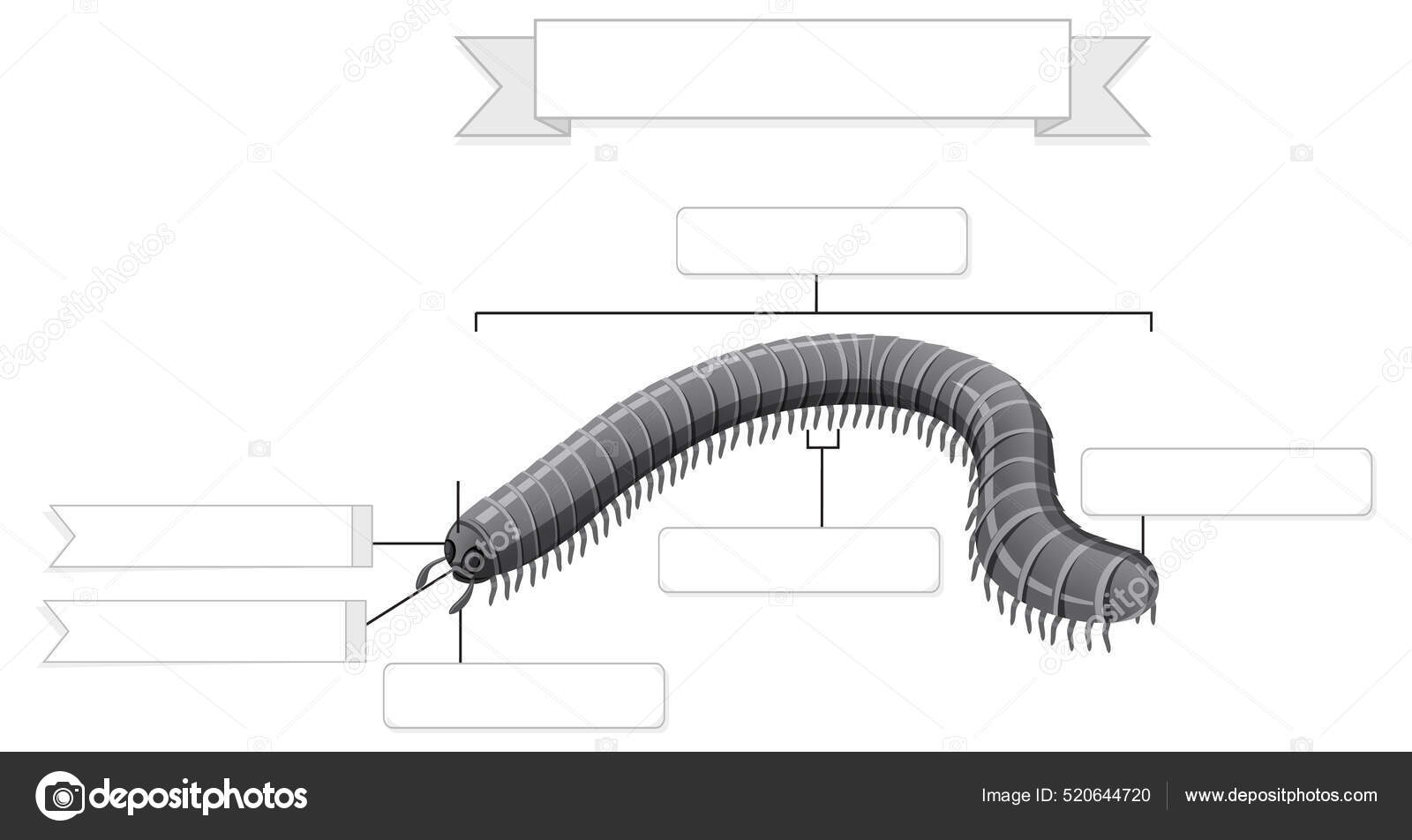 Externí Anatomie Ilustrace Milistopého Listu Stock Vektor od ...
