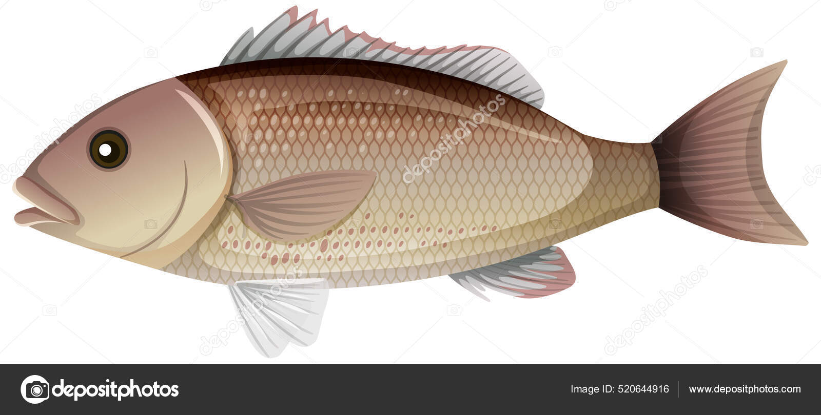 Mangrove Snapper Gray Snapper Cartoon Style White Background ...