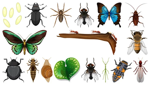 Colección Diferentes Insectos Aislados Sobre Fondo Blanco Ilustración ...