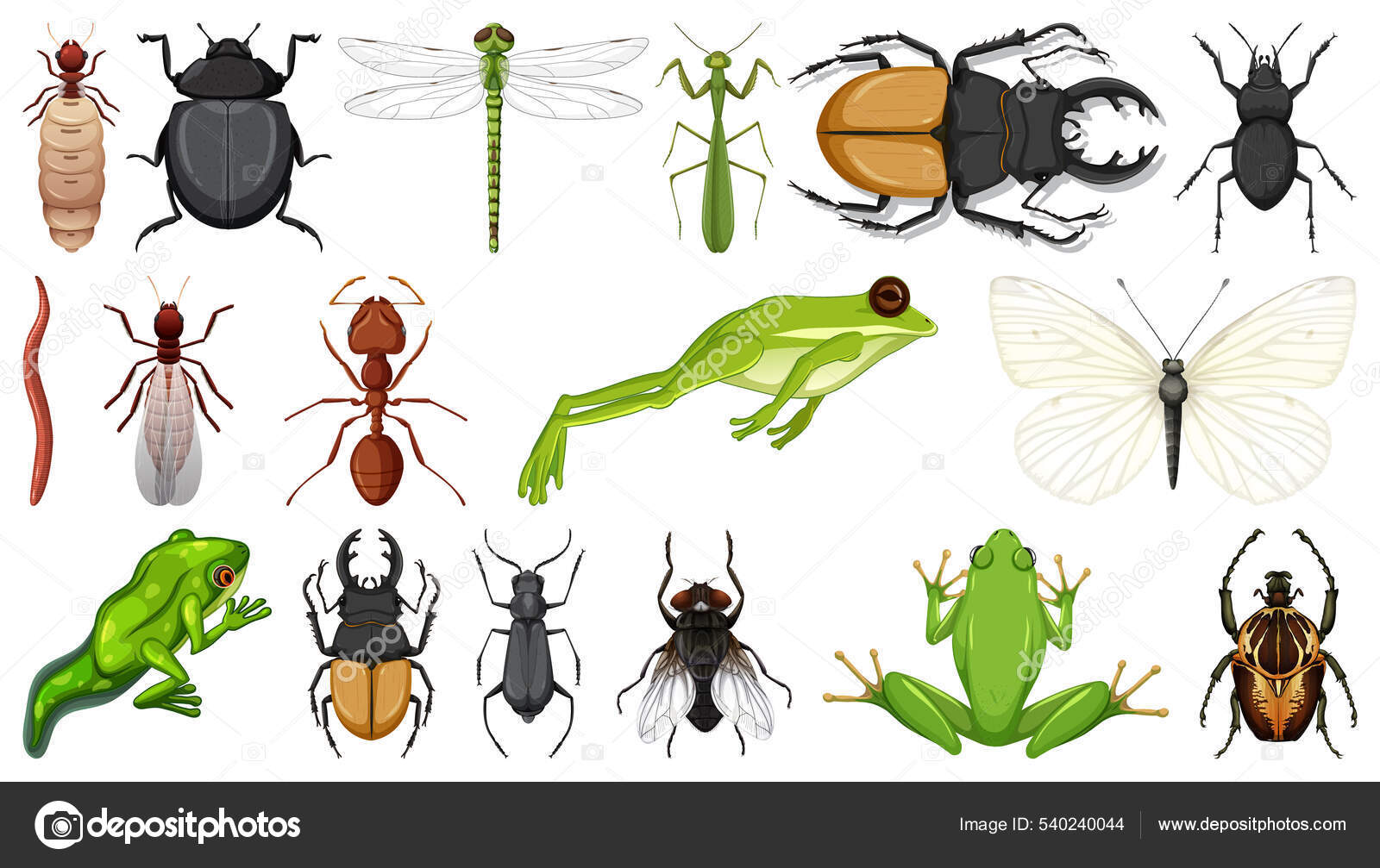 Colección Diferentes Insectos Aislados Sobre Fondo Blanco Ilustración ...