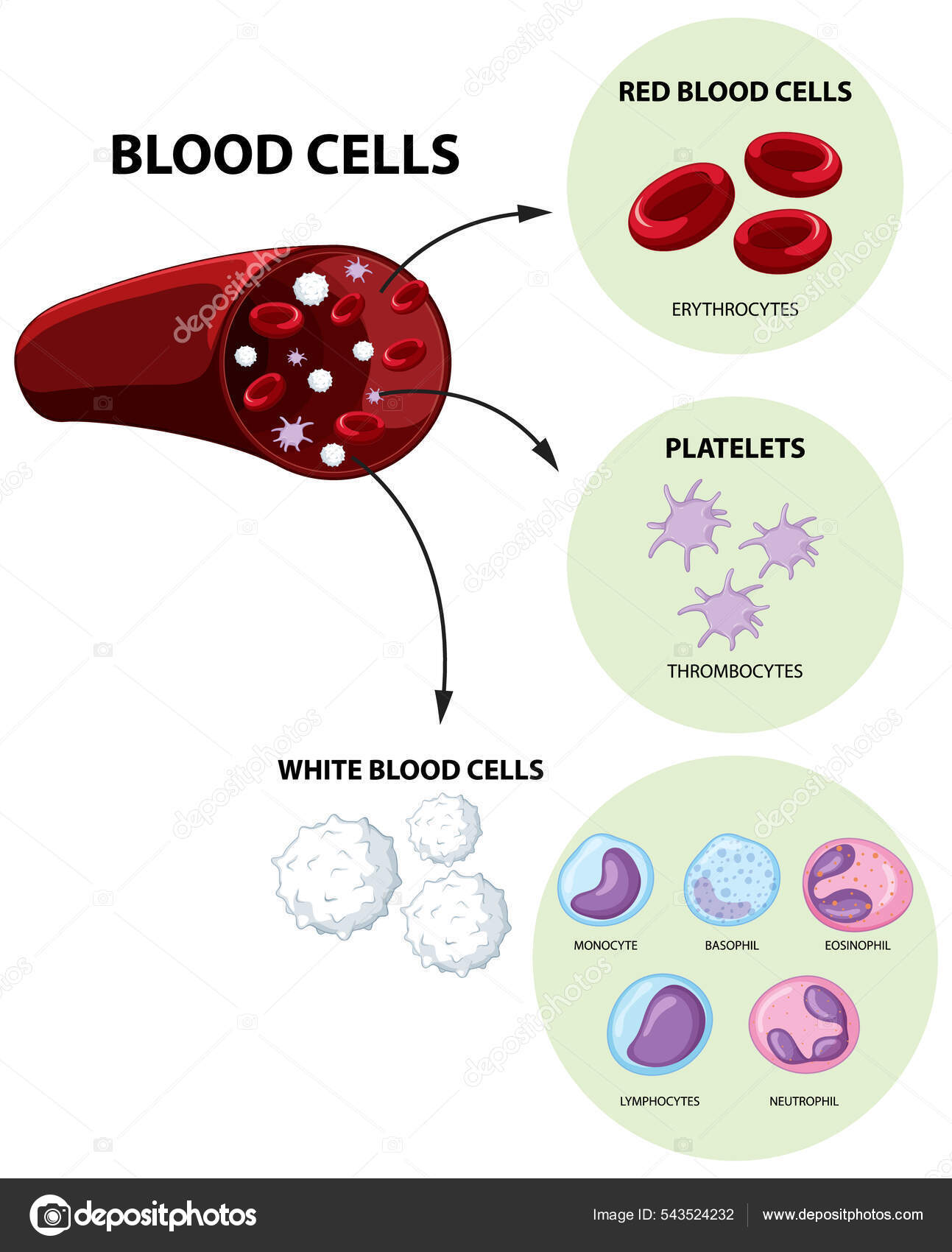 Type Human Blood Cells White Background Illustration Stock Vector Image ...