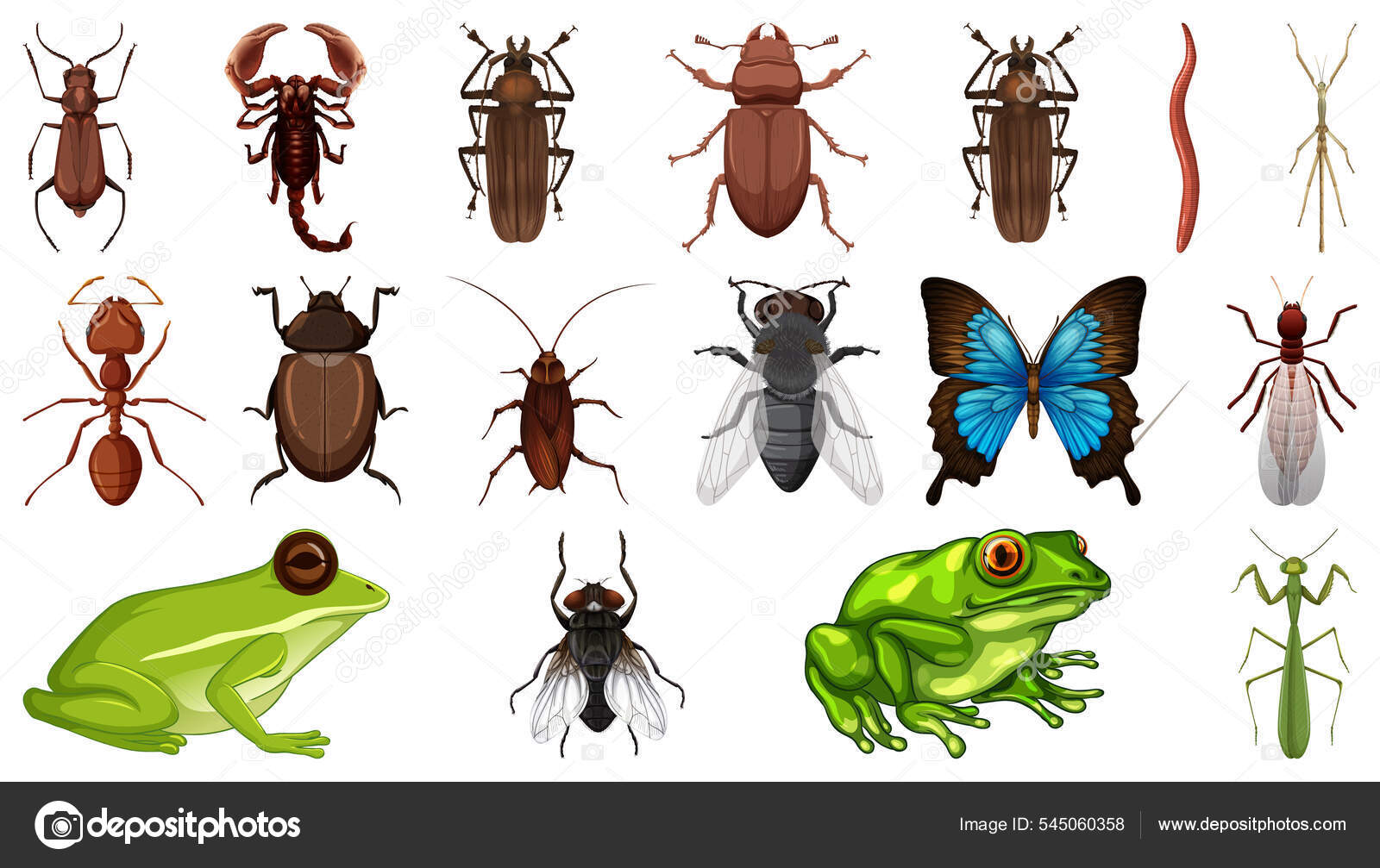 Colección Diferentes Insectos Aislados Sobre Fondo Blanco Ilustración ...