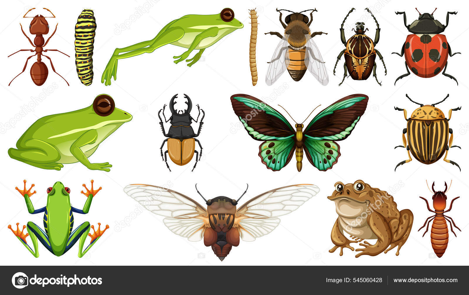 Colección Diferentes Insectos Aislados Sobre Fondo Blanco Ilustración ...