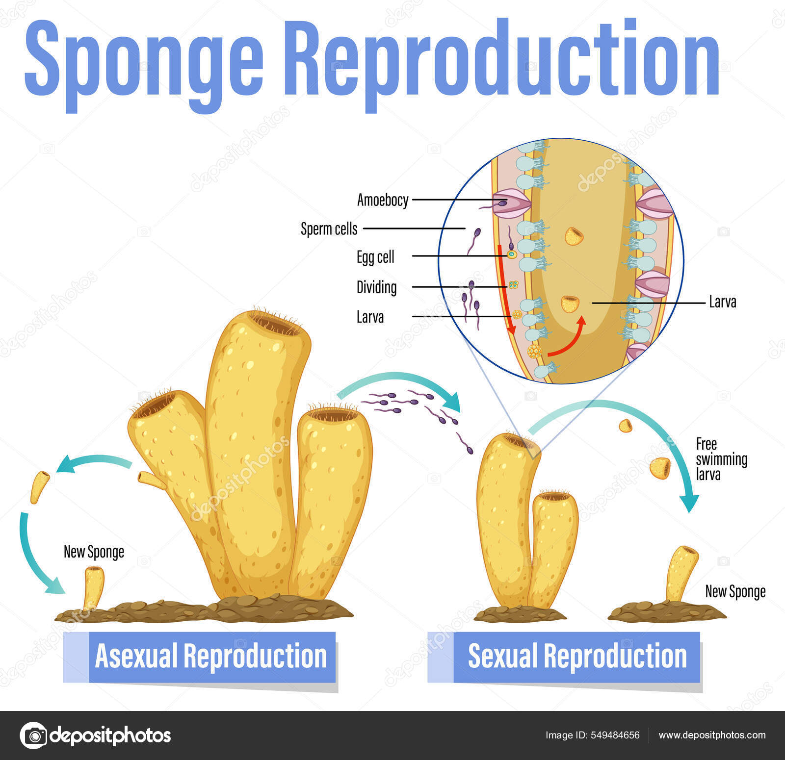 Diagram Showing Reproduction Sponges Illustration Stock Vector by ...