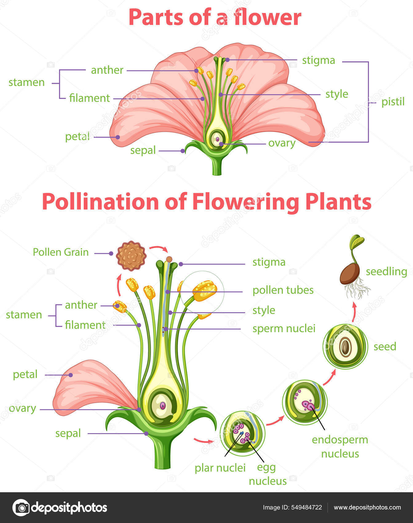 Pollination Diagram