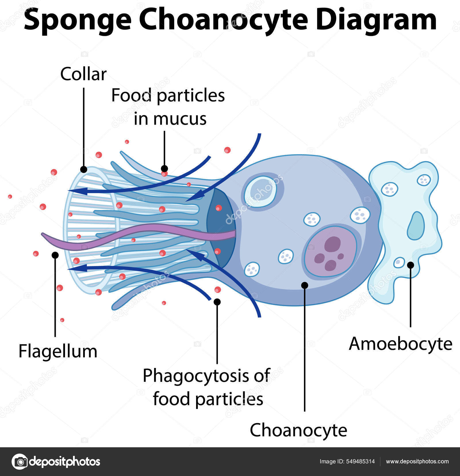 Diagram Showing Sponge Choanocyte Illustration Stock Vector Image by ...