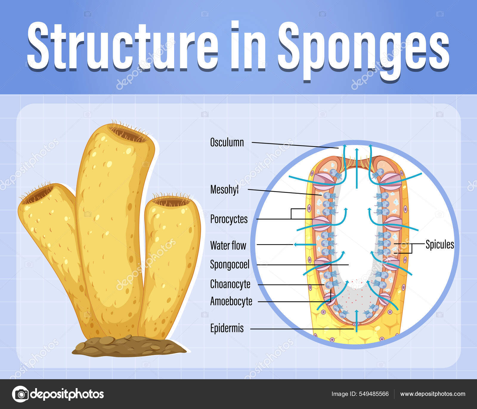 Diagrama Que Muestra Estructura Esponjas Ilustración Vector de stock ...