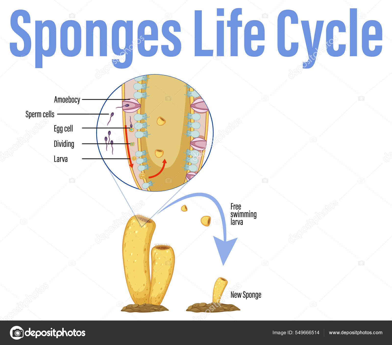 Sponge Diagram
