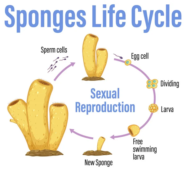 Sponge Sexual Reproduction