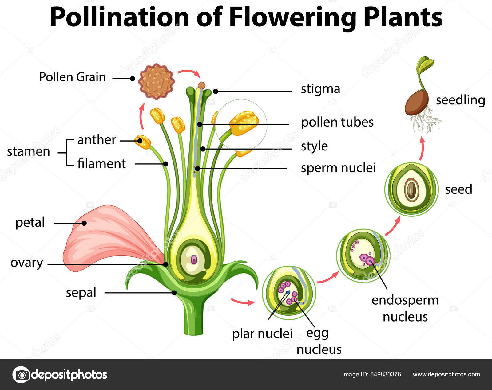 Plant Reproduction Diagram