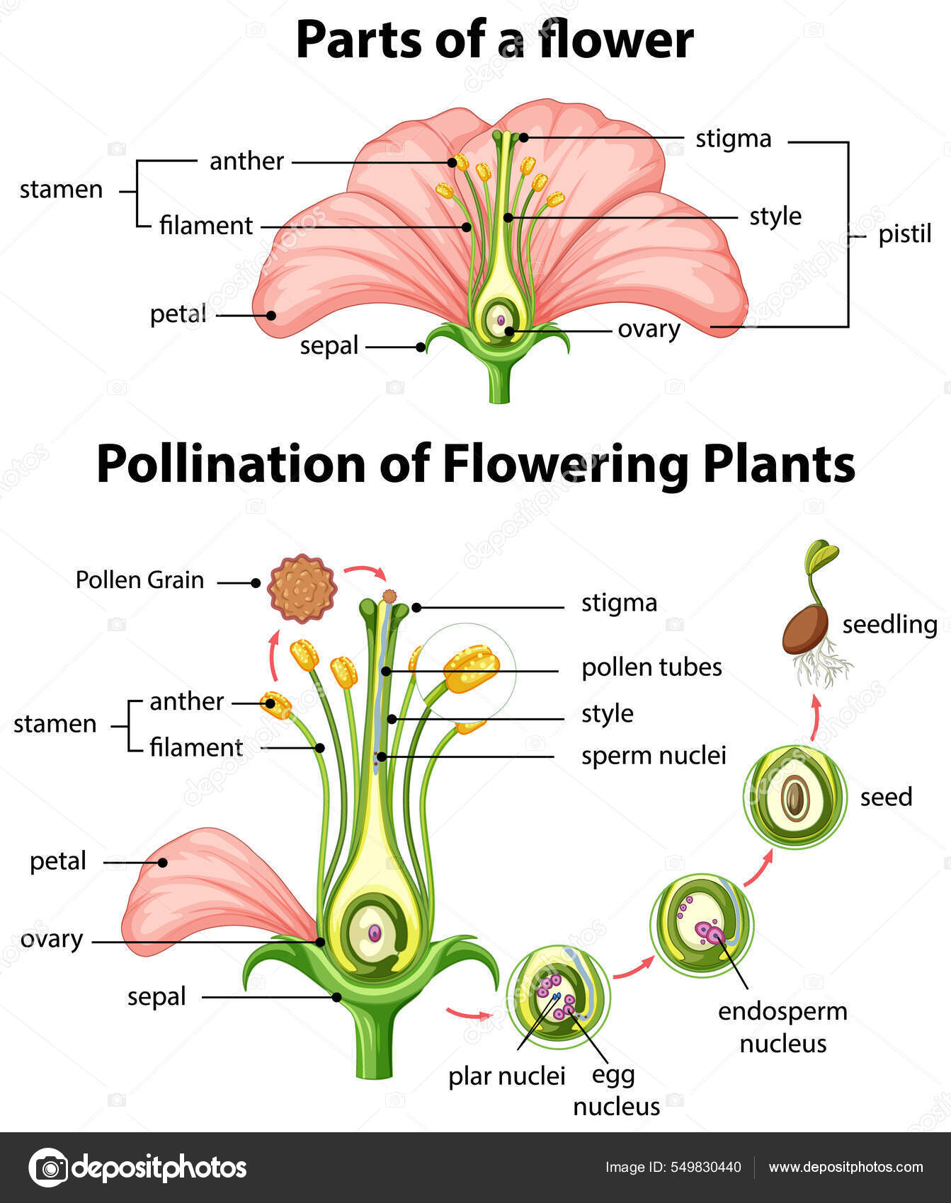 Diagrama Polinización Las Plantas Con Flores Ilustración vector ...