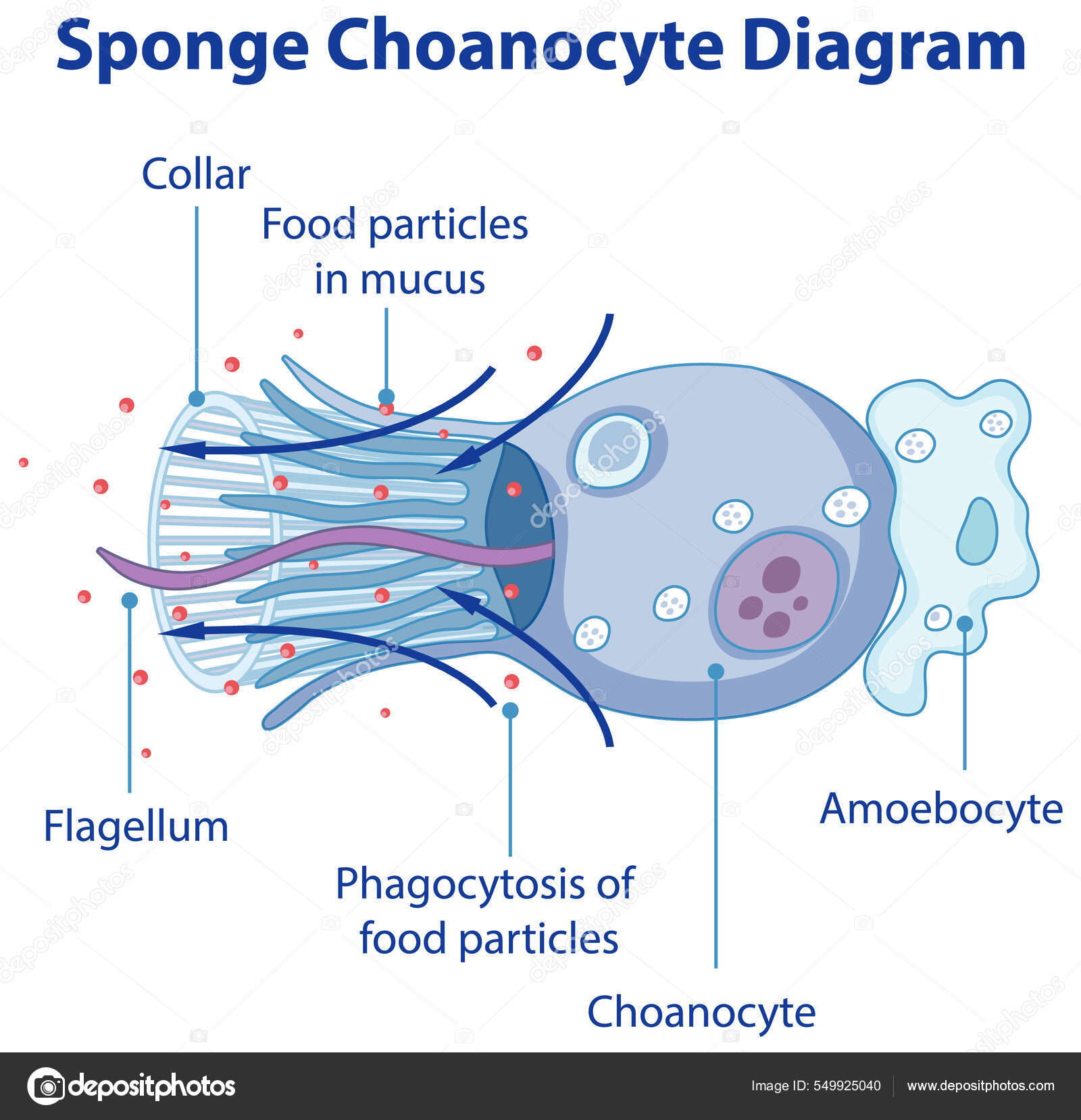 Diagram Showing Digestion Sponges Illustration Stock Vector by ...