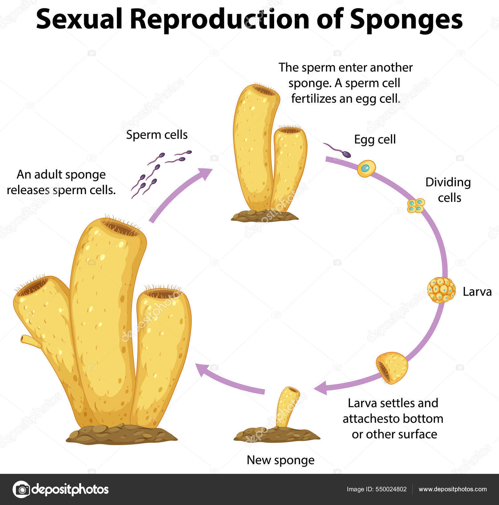 Diagram Menunjukkan Reproduksi Seksual Dalam Ilustrasi Spons Vektor ...