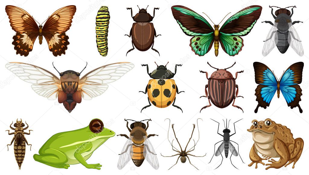 Colección Diferentes Insectos Aislados Sobre Fondo Blanco Ilustración ...