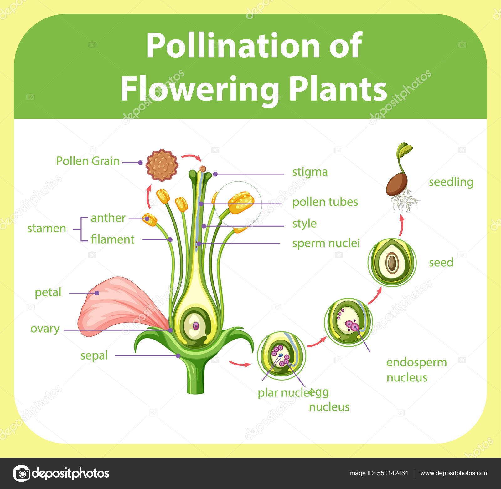 Pollination Cycle Diagram