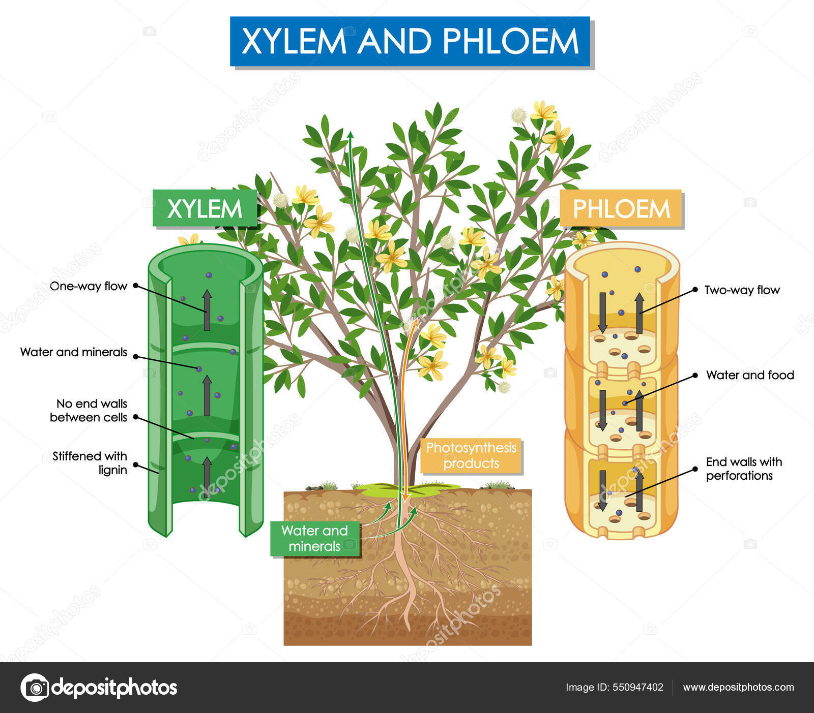 Phloem Xylem