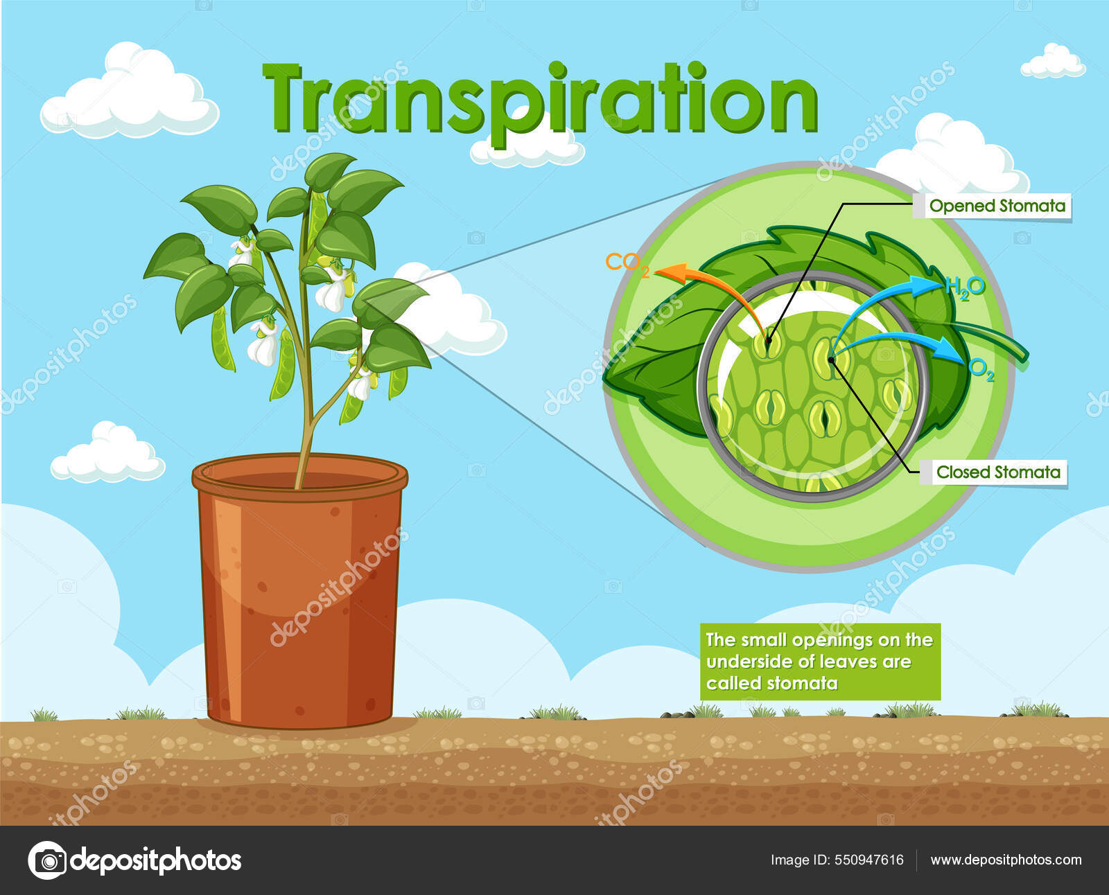 Diagram Transpiration Plant Illustration Stock Vector Image by ...
