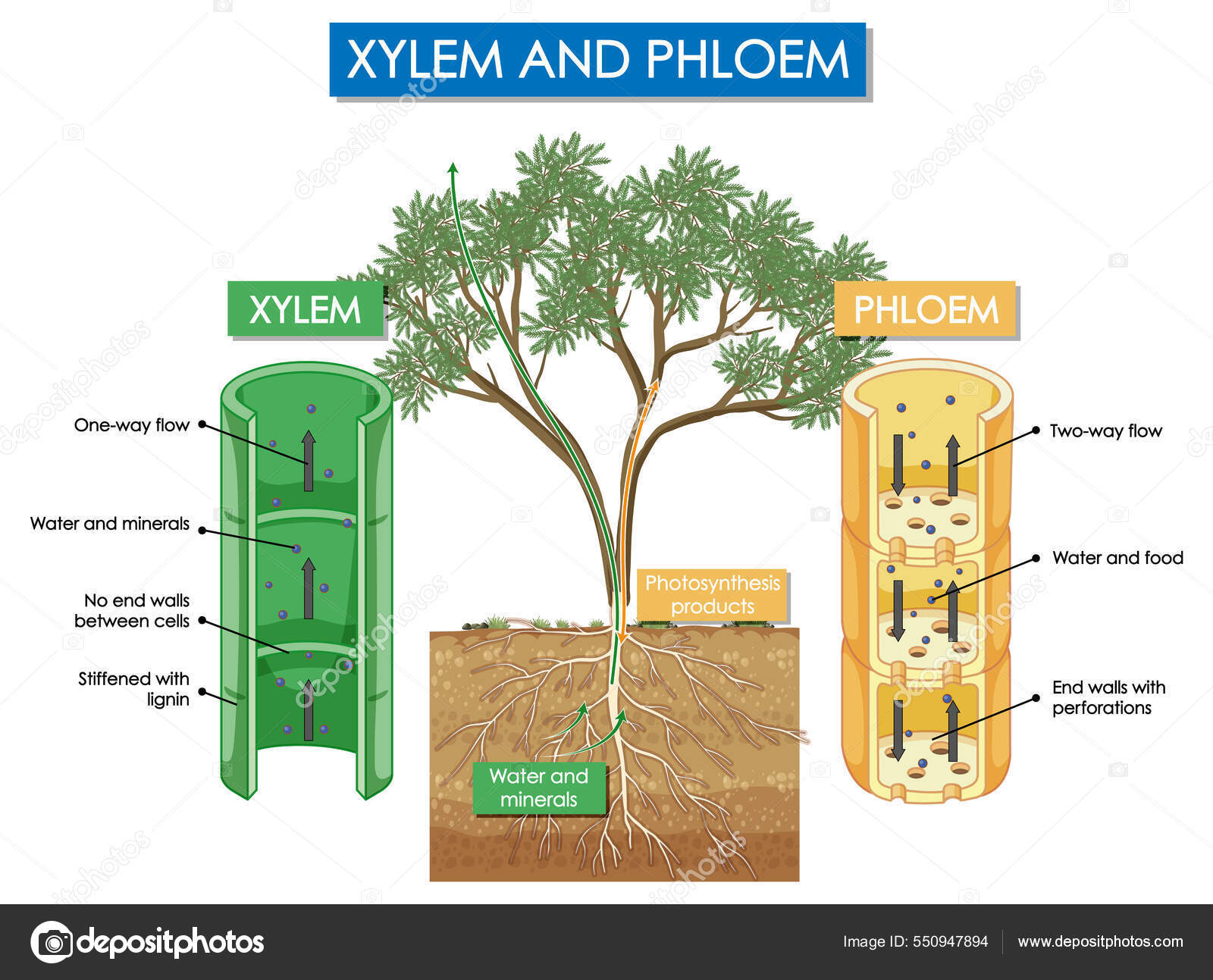 Plant Xylem And Phloem Diagram