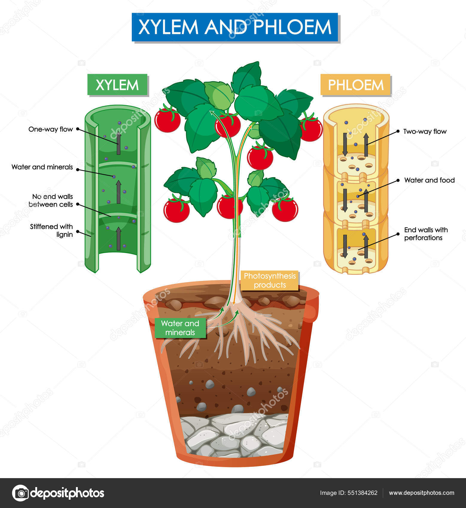Xylem Tree Diagram Xylem Phloem Stock Illustrations – 363 Xylem