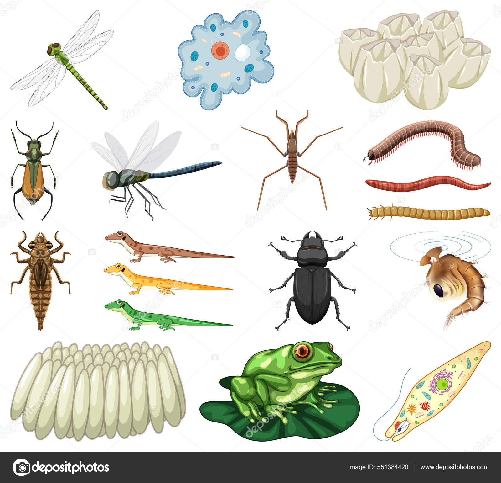 Diferentes Tipos Insectos Animales Sobre Fondo Blanco Ilustración ...