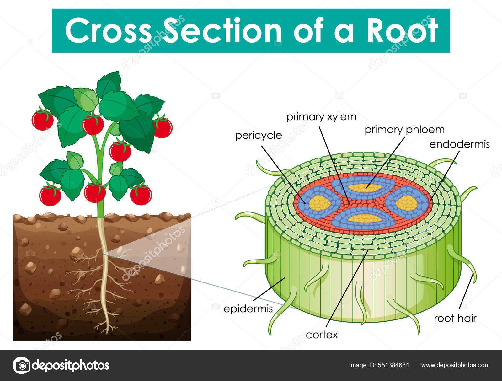 Diagram Showing Cross Section Root Illustration Stock Vector Image by ...