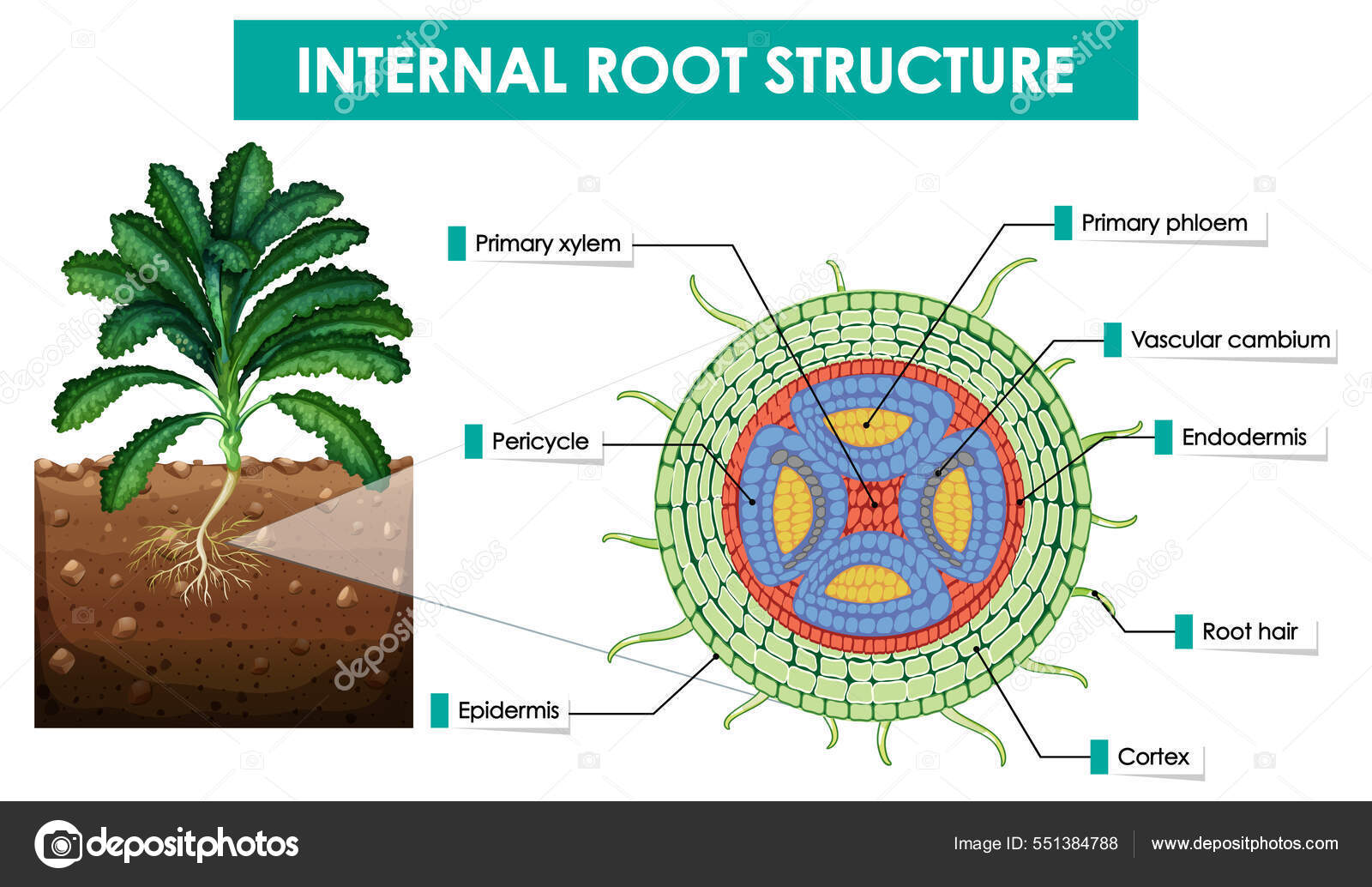 Diagram Showing Internal Root Structure Illustration Stock Vector Image ...