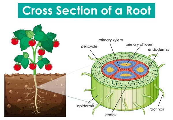 Diagram showing root structure of a plant 스톡 벡터 - ©blueringmedia 339035700