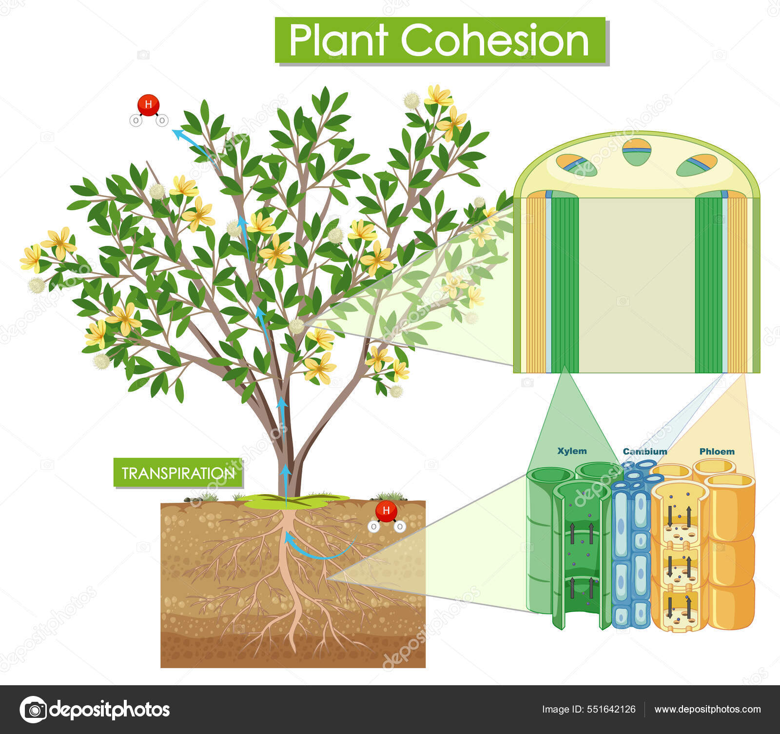 Diagram Showing Plant Cohesion Illustration Stock Vector Image by ...