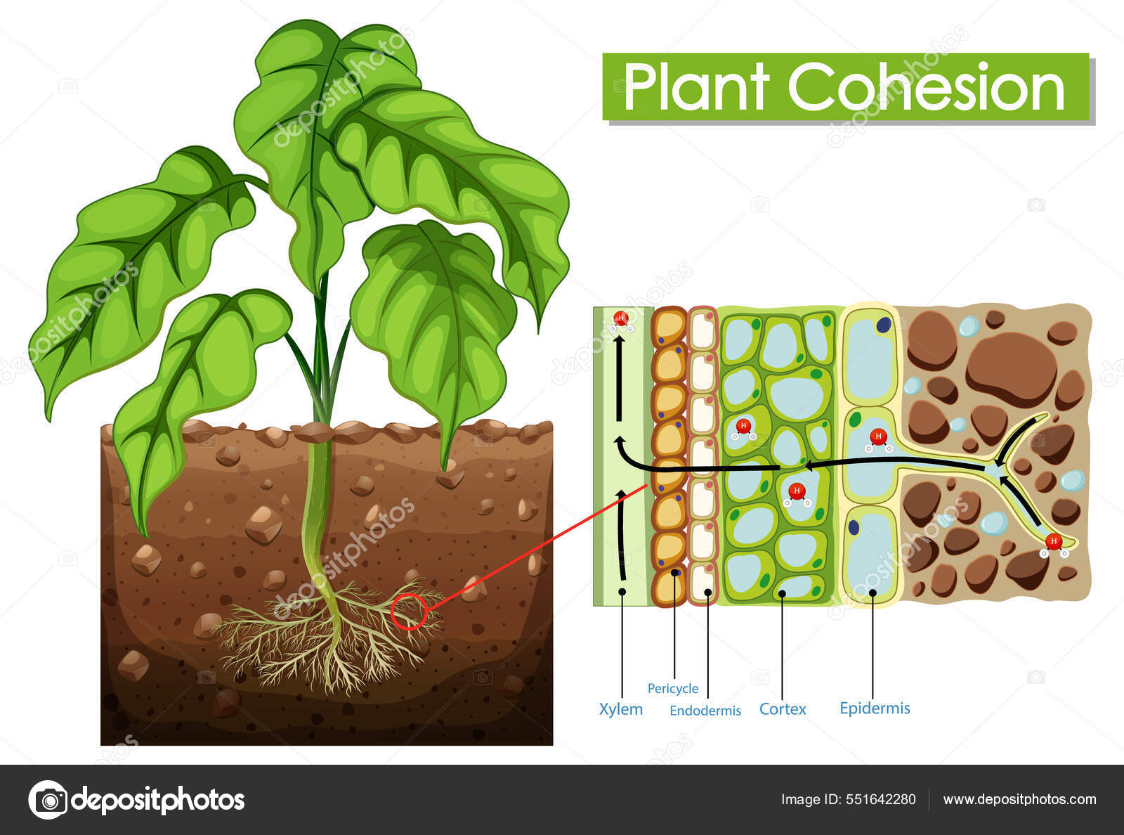 Diagram Showing Plant Cohesion Illustration Stock Vector by ...