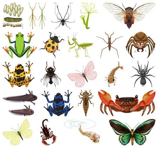 Diferentes tipos de insectos y animales sobre fondo blanco ilustraci n 2024