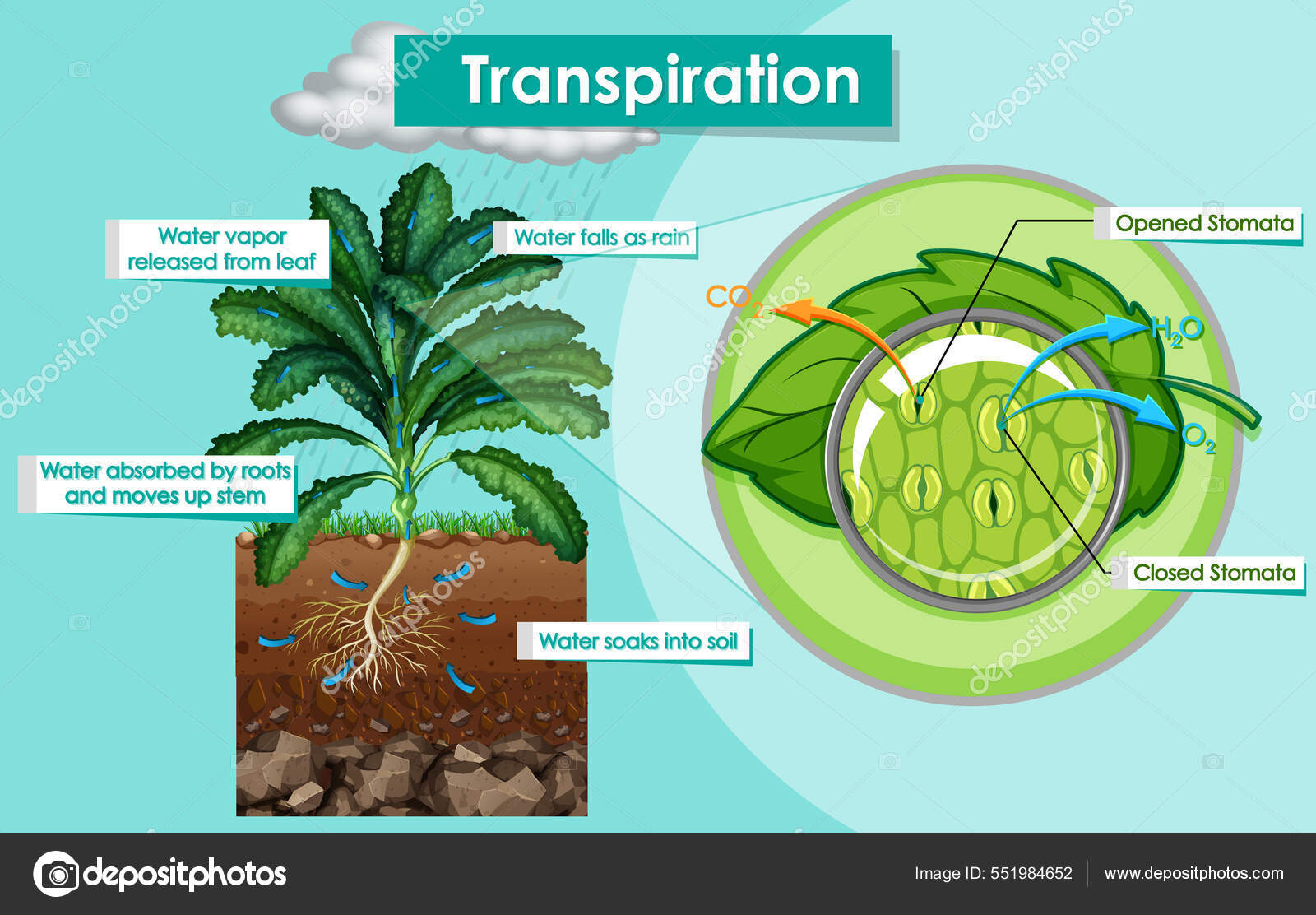 Diagram Showing Transpiration Plant Illustration Stock Vector by ...
