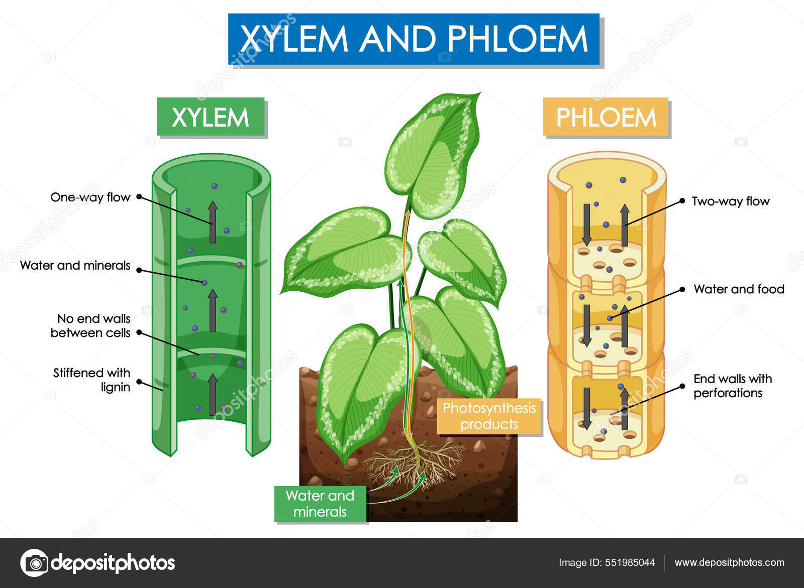 Phloem Tissue