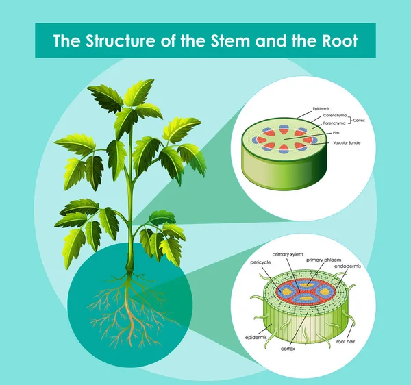 Diagram showing root and stem structure of a plant Stock Vector by ...