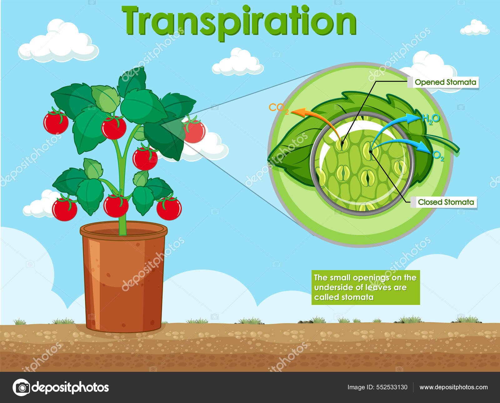 Diagram Showing Transpiration Plant Illustration Stock Illustration by ...