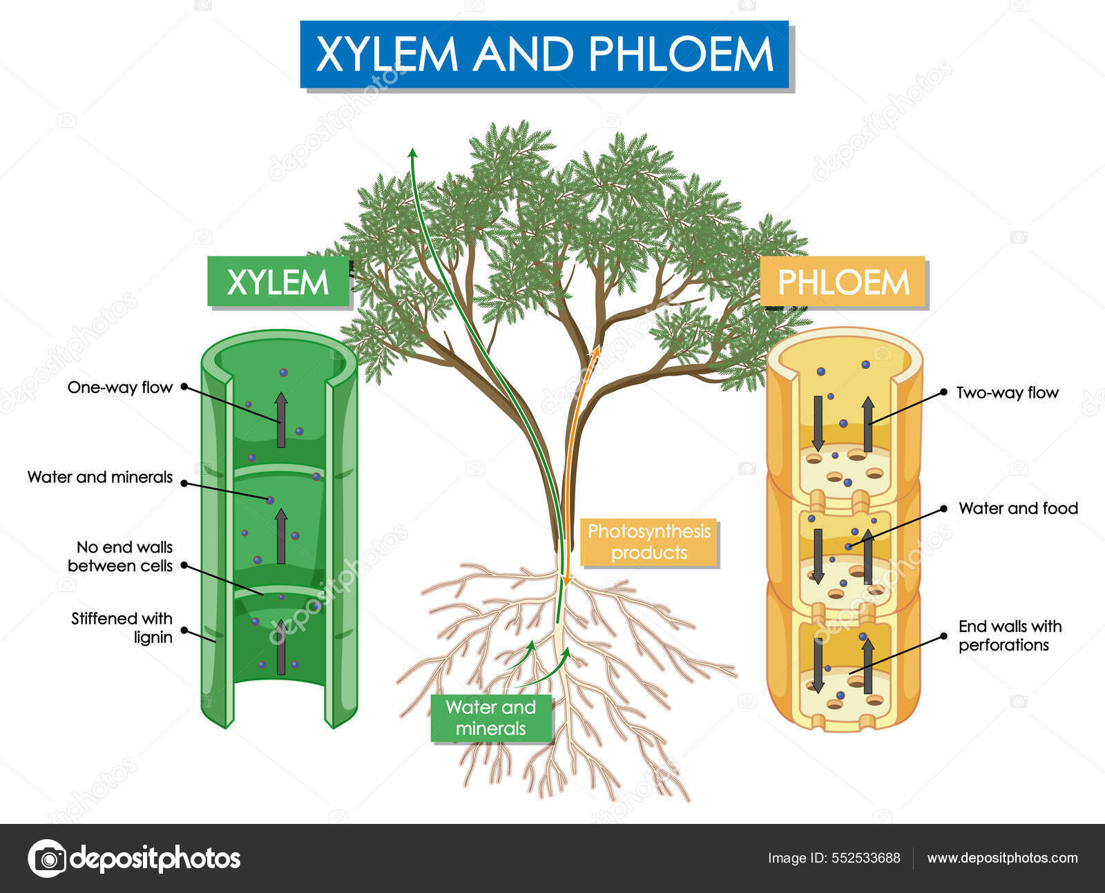 Illustration de Schéma Illustrant Les Plantes Xylème Phloème par ...