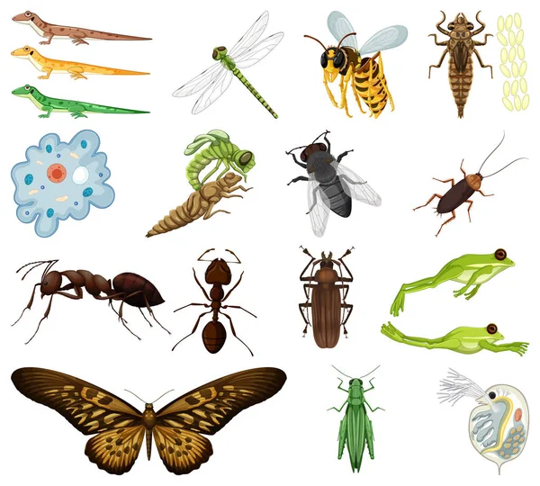 Set Different Insects White Background Illustration Stock Vector by ...