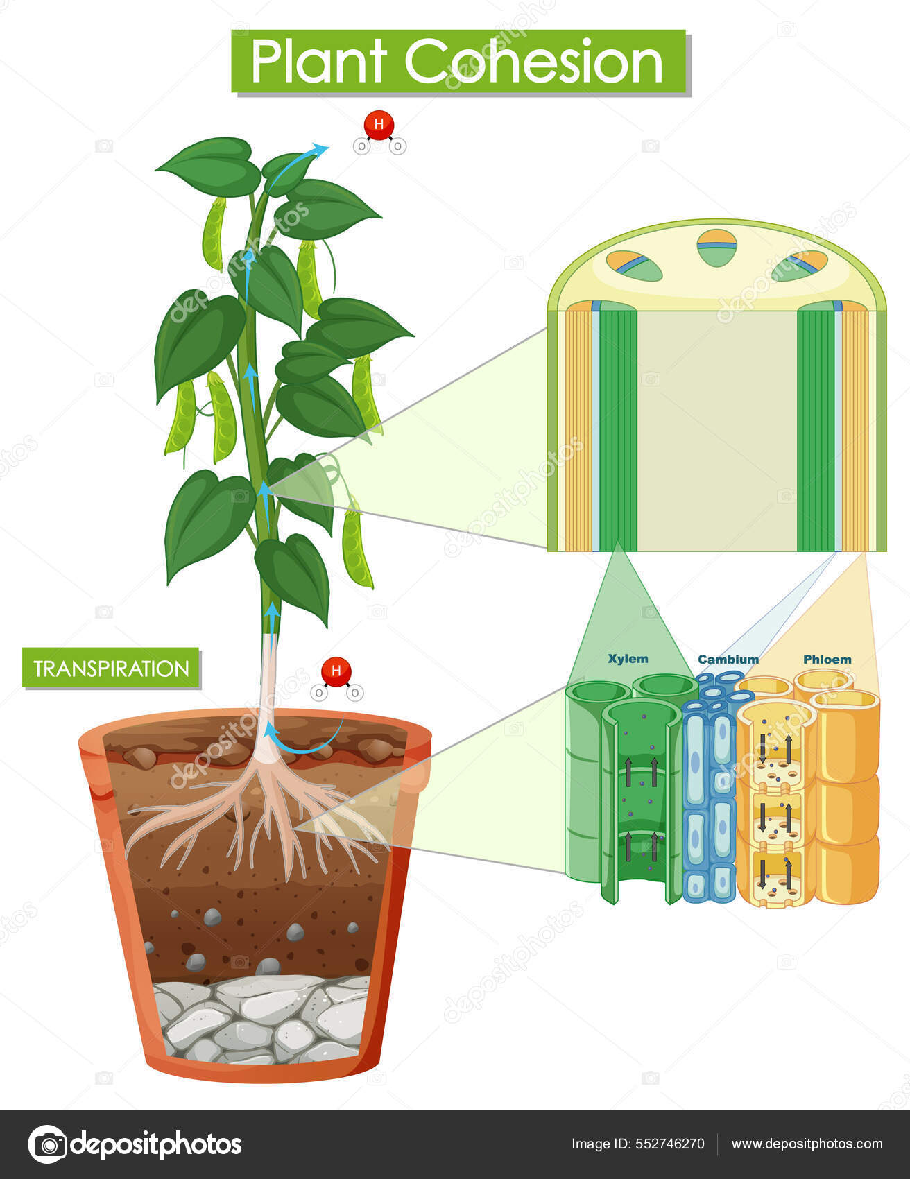 Download - Diagram showing plant cohesion illustration — Illustration