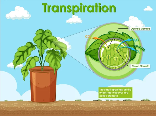 Diagram Showing Transpiration Plant Illustration Stock Vector by ...