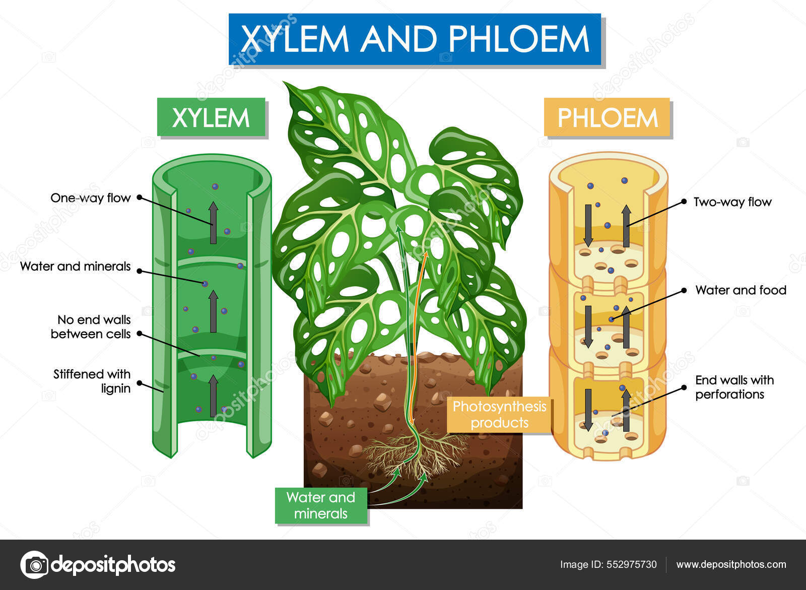 Diagram Menunjukkan Ilustrasi Tanaman Xilem Dan Phloem Vektor Stok oleh ...