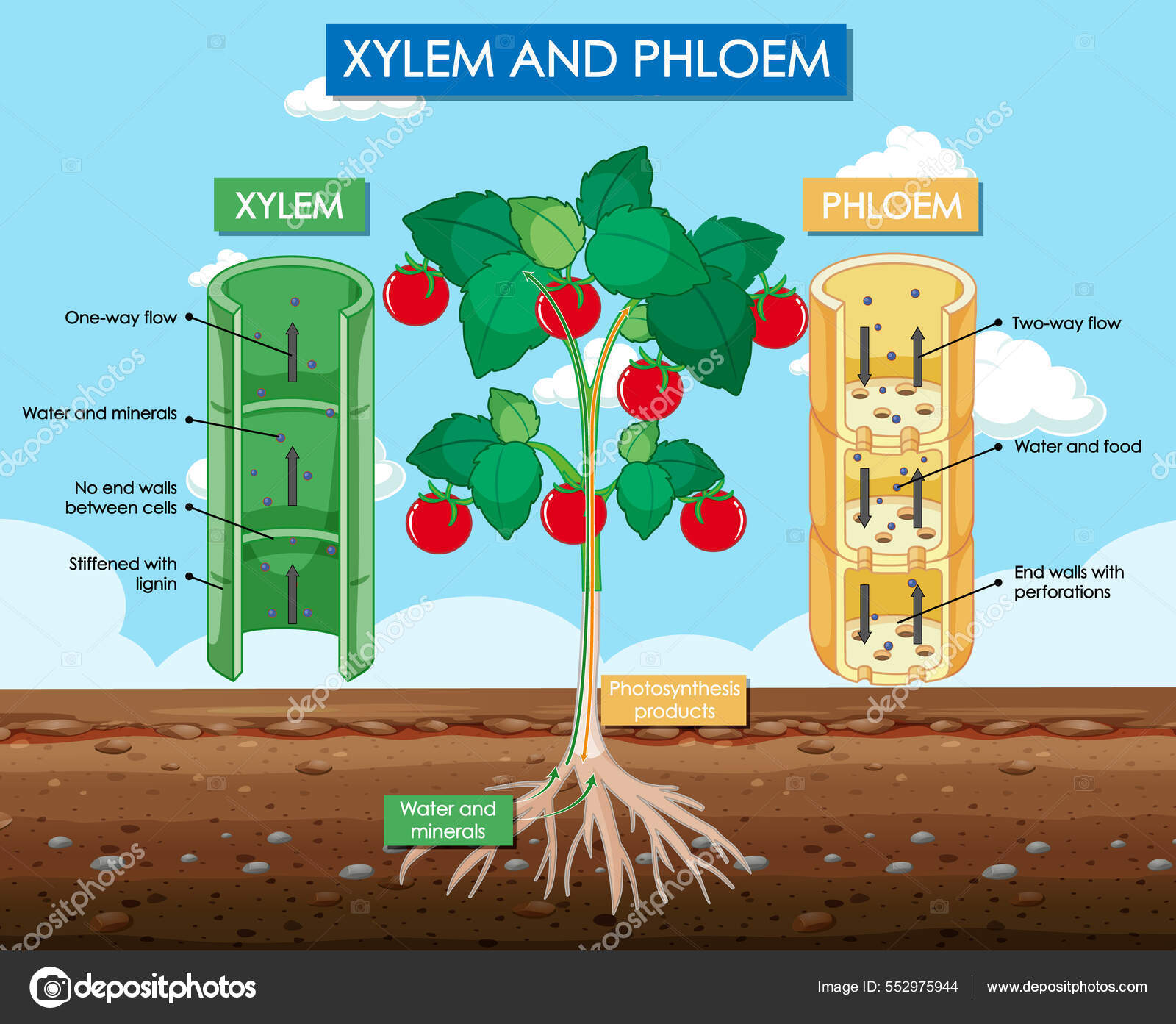 Diagrama De Xilema