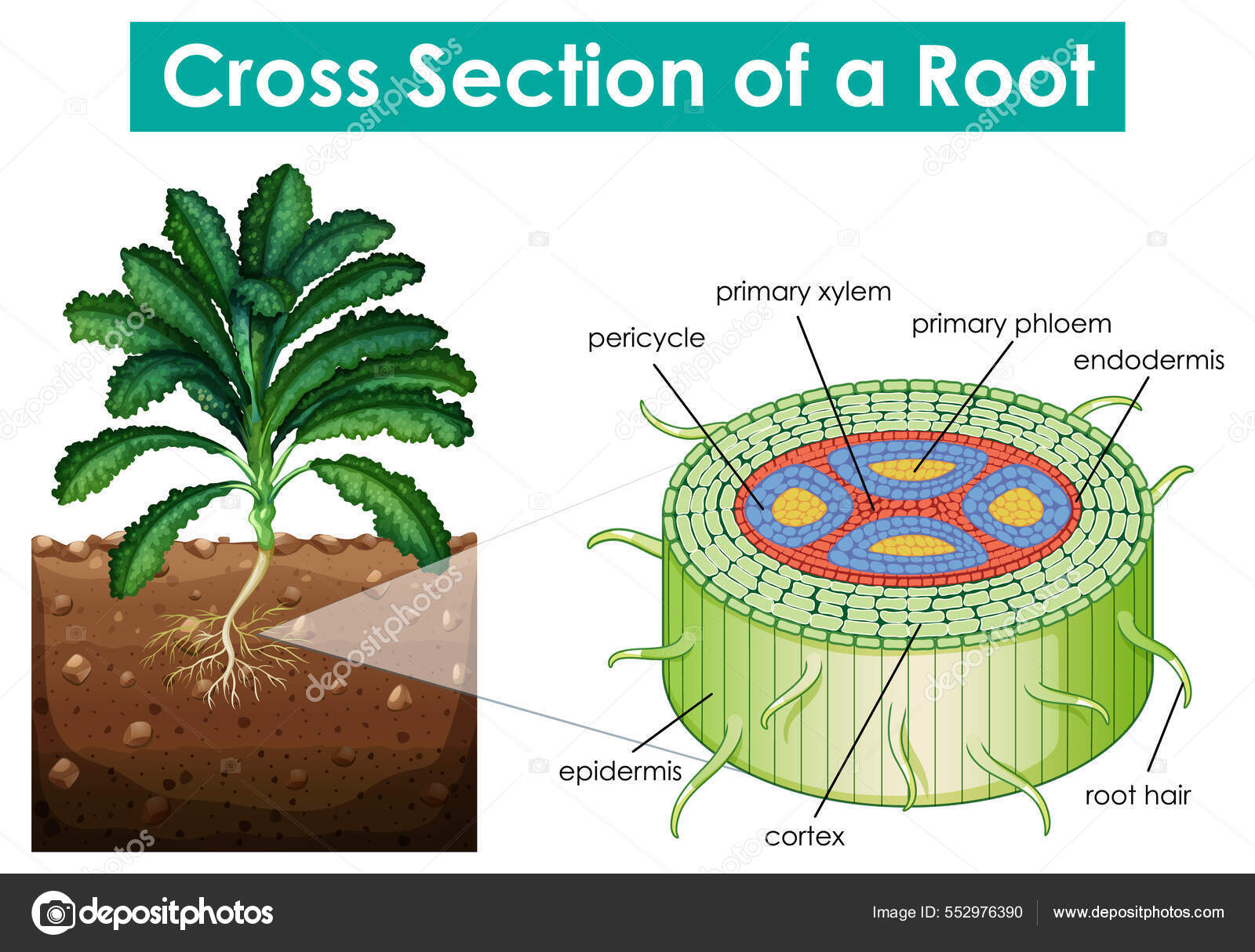 Diagramme Montrant Coupe Transversale D'une Illustration Racine Stock ...