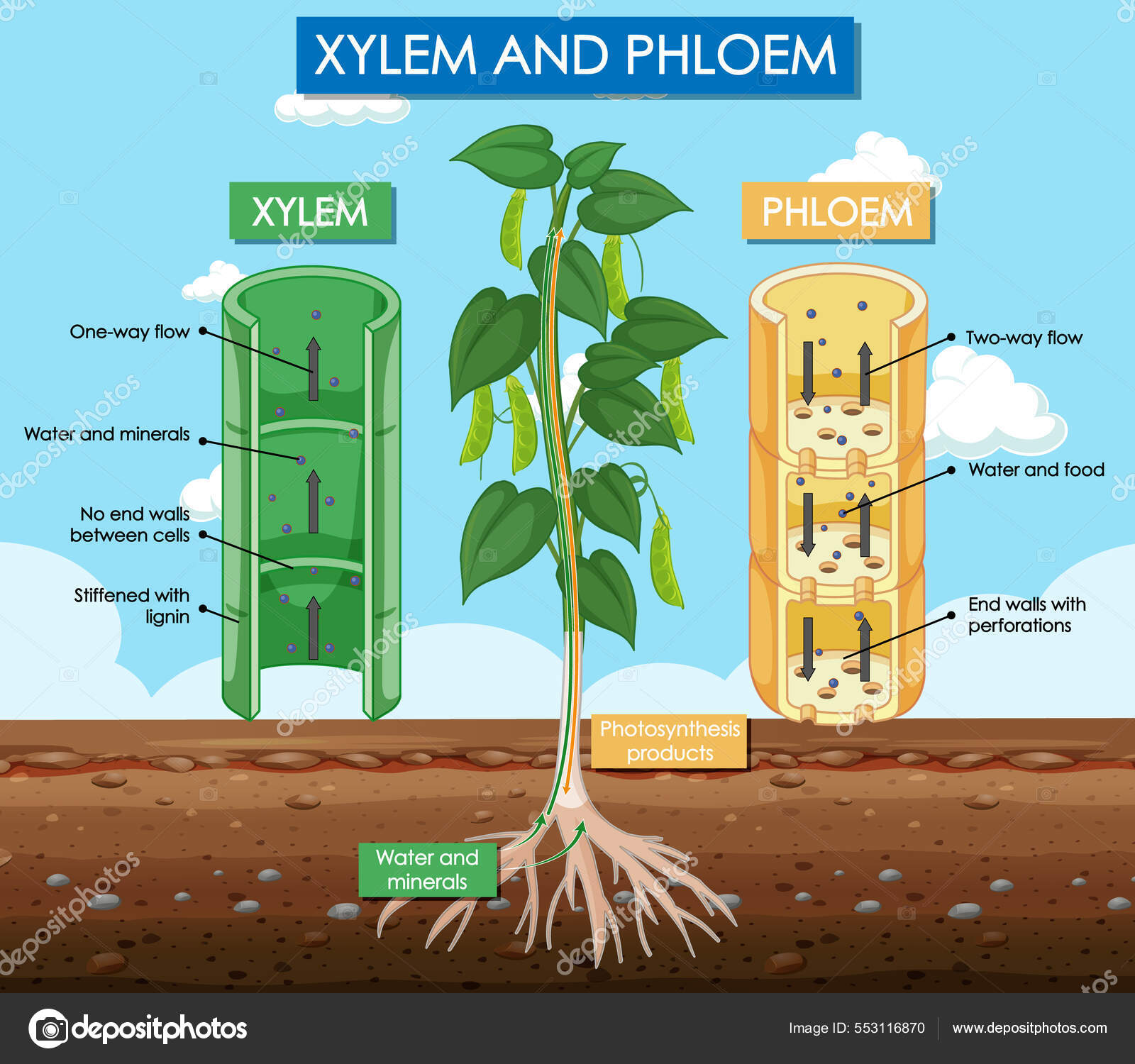 Diagram Showing Xylem Phloem Plant Illustration Stock Vector Image by ...
